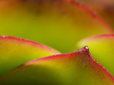 'Floral Abstract, California, Usa' Photographic Print - Paul Colangelo ...
