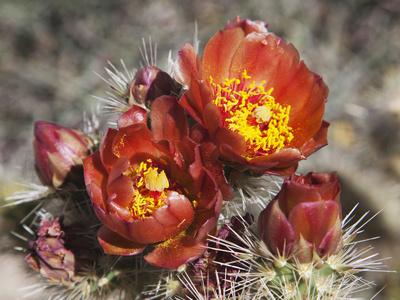 'Wolf's Cholla, Anza-Borrego Desert State Park, California, Usa ...