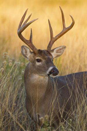 'White-Tailed Deer (Odocoileus Virginianus) Male in Habitat, Texas, USA ...