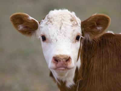 Calf Portrait Photographic Print | Art.com