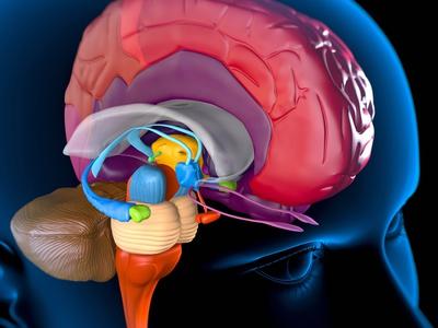 'Human Brain, Artwork' Photographic Print - Roger Harris | Art.com