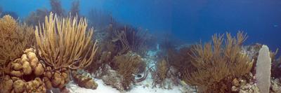 'Coral Reef' Photographic Print - Peter Scoones | Art.com