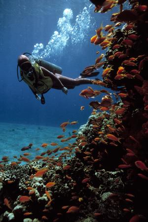 Sea Goldie Fish And a Scuba Diver Photographic Print - Peter Scoones ...