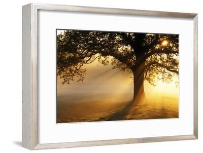 Oak Tree At Sunrise Photographic Print by Jeremy Walker | Art.com