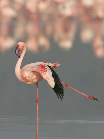 Lesser Flamingo Stretching Wing and Leg Photographic Print - Arthur ...