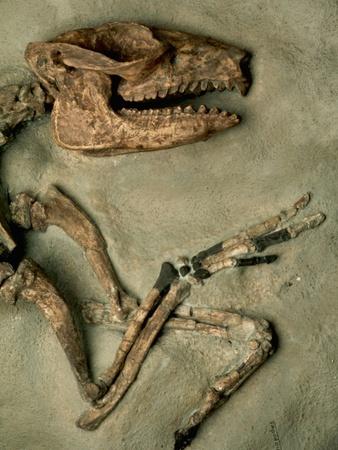 'Upper Body of Notoungulata Fossil' Photographic Print - Kevin Schafer ...