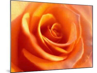 Peach Rose Photographic Print by David Papazian | Art.com