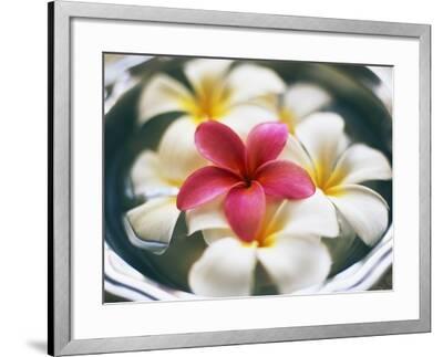 Frangipani Flowers in Bowl of Water Photographic Print by Thomas M ...