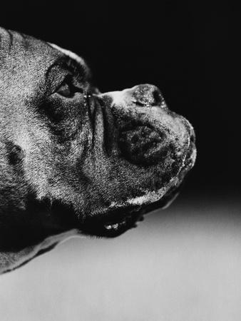 Profile of a Boxer Photographic Print - Henry Horenstein | Art.com