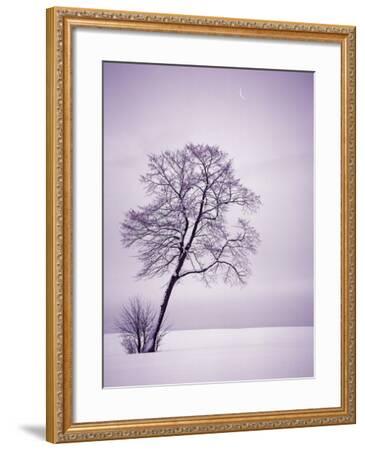 Lone Tree in Snow Photographic Print by Jim Zuckerman | Art.com