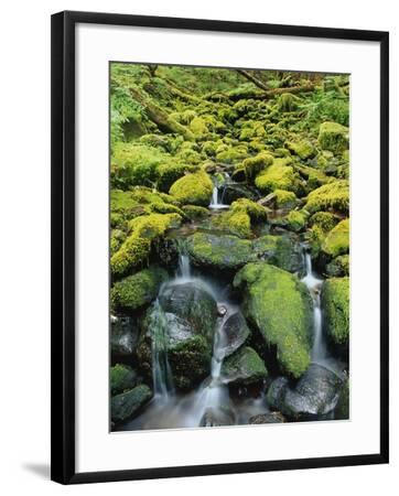 Stream Flowing Through Moss Covered Rocks Photographic Print by Darrell ...