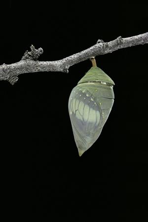'Morpho Peleides (Blue Morpho) - Pupa before Emergence' Photographic ...