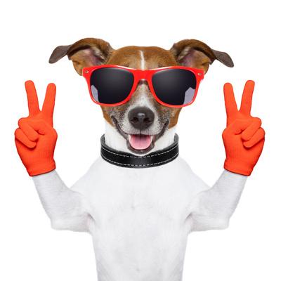 'Peace And Victory Fingers Dog' Photographic Print - Javier Brosch ...