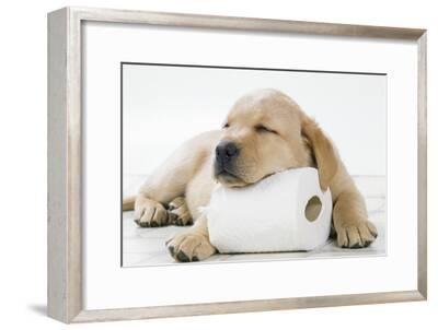 Yellow Labrador Puppy Asleep on Toilet Roll, 9 Weeks Photographic Print ...