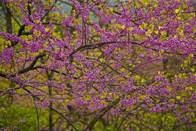 Redbud Tree Photographic Print | Art.com