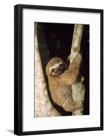 Three-Toed Sloth Photographic Print by | Art.com