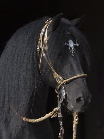 'Black Peruvian Paso Stallion in Traditional Peruvian Bridle, Sante Fe ...