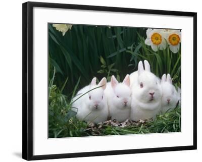 Family of Albino Netherland Dwarf Rabbits, USA Photographic Print by ...