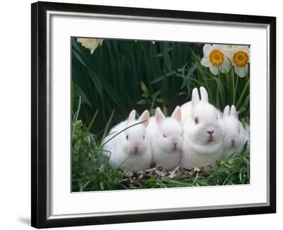 Family of Albino Netherland Dwarf Rabbits, USA Photographic Print by ...