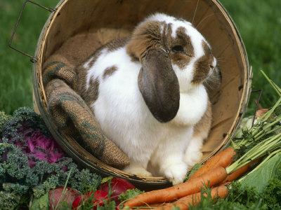 'French Lop Eared Rabbit in a Tub' Photographic Print - Lynn M. Stone ...