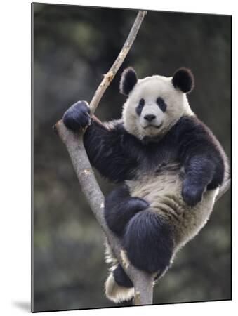 Subadult Giant Panda Climbing in a Tree Wolong Nature Reserve, China ...