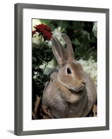 Mini Rex Domestic Rabbit Photographic Print by Lynn M. Stone | Art.com