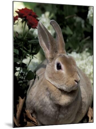 Mini Rex Domestic Rabbit Photographic Print by Lynn M. Stone | Art.com