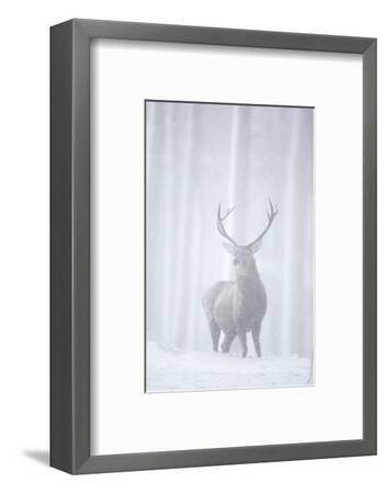 Red Deer (Cervus Elaphus) Stag in Pine Forest in Snow Blizzard ...