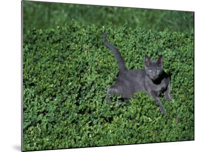 Russian Blue Cat Lying on Plants in a Garden, Italy Photographic Print ...