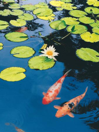 'Koi Pond II' Photographic Print - Maureen Love | Art.com