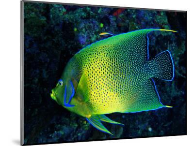 Crescent Angel Fish (Pomacanthus) Photographic Print by Andrea Ferrari ...