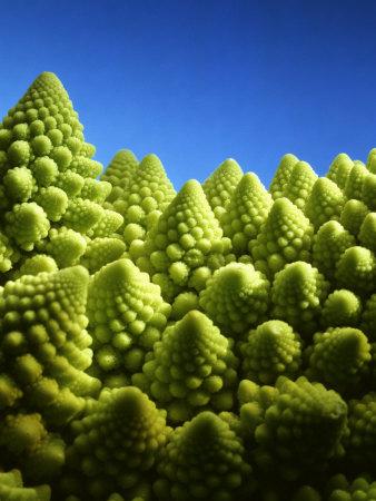 'Close up of Romanesco' Photographic Print - Peter Sapper | AllPosters.com