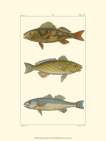 Freshwater Fish I Art Print | Art.com