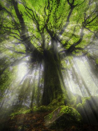 Ponthus Beech Tree 2 Photographic Print - Philippe Manguin | Art.com