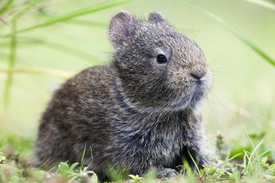 Volcano Rabbit (Romerolagus Diazi) Milpa Alta Forest Photographic Print ...