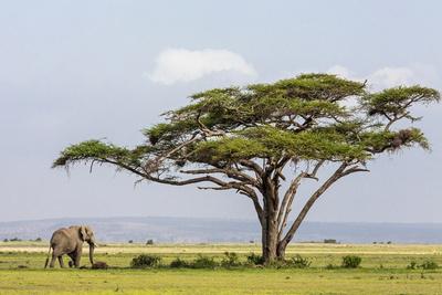 'Kenya, Kajiado County, Amboseli National Park. an African Elephant ...