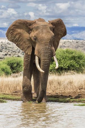 Kenya, Meru County, Lewa Conservancy. a Bull Elephant at a Waterhole ...