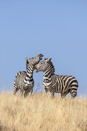 Kenya, Meru County Photographic Print - Nigel Pavitt | Art.com
