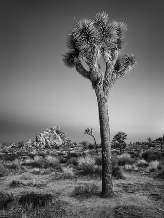 'USA, California, Joshua Tree National Park, Dawn and Joshua Trees ...