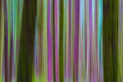 Washington. Abstract of Hoh Rain Forest at Dusk Photographic Print ...