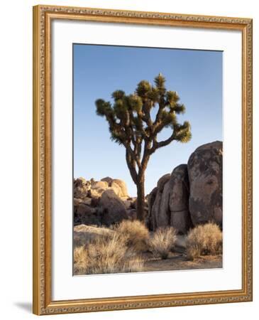 USA, California, Joshua Tree National Park. Joshua Tree Lit by Early ...