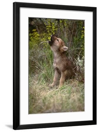 Grey Wolf Pup Howling (Canis Lupus) Captive, Montana, USA Photographic ...