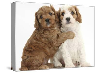 Cute Red And Red-And-White Cavapoo Puppies, 5 Weeks, Hugging, Against ...