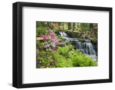 Waterfall with Ferns and Azaleas at Azalea Path Arboretum and Botanical ...