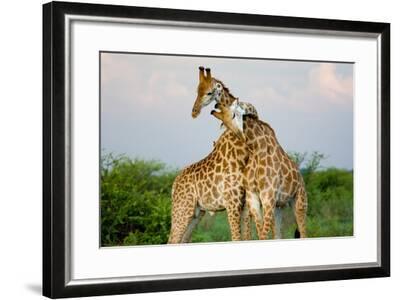 A Pair of Giraffe Entwining their Necks Photographic Print by Tim_Booth ...
