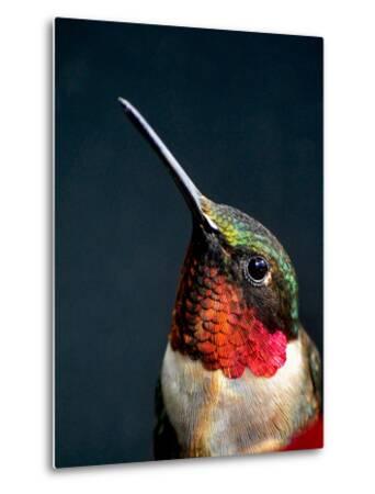 The Jeweled Beauty of a Hummingbird Photographic Print by Holly Miller ...