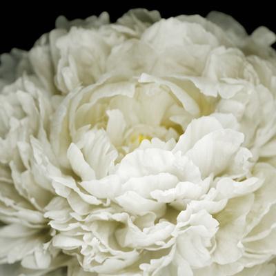 'Peony 78' Photographic Print - Doris Mitsch | Art.com