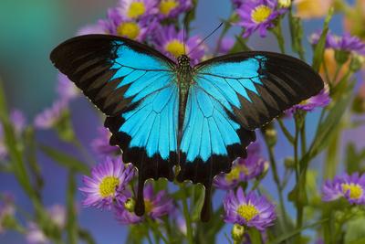 'The blue mountain swallowtail butterfly, Papilio Ulysses' Photographic ...