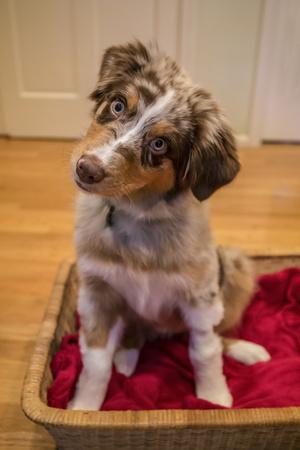 'Four month old Red Merle Australian Shepherd puppy sitting in a basket ...