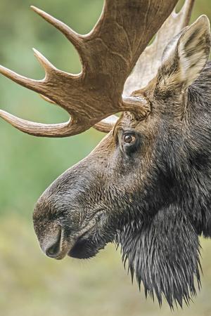'Moose (Alces alces) bull portrait, Baxter State Park, Maine, USA ...